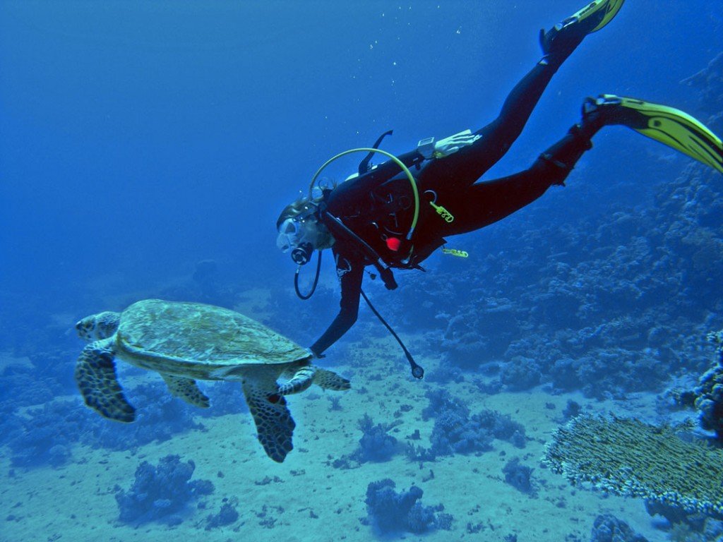 Daily Things You Can Do To Save Marine Life | Live Eco