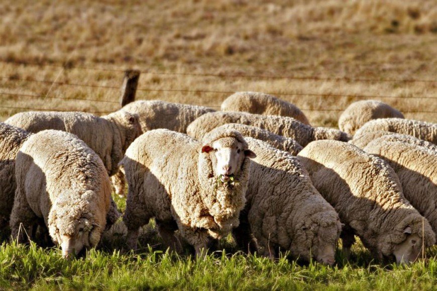Peta Exposes Shocking Sheep Abuse in the Name of Wool | Live Eco